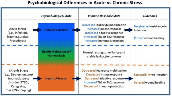 Psychobiologic-differences-in-acute-vs-chronic-stress-Acute-stressors ...